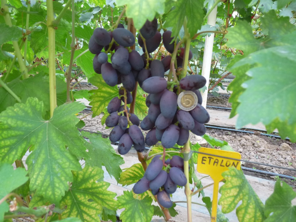 Etalon Winnica Przyby wka Sadzonki Winoro li Etalon Winnica Przyby wka Sadzonki Winoro li
