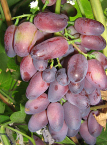 Krasotka - Winnica Przybyłówka - sadzonki winorośli